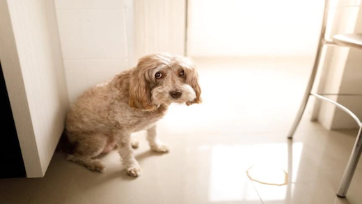 How to Stop Your Dog from Urinating in the House | Peterals – Peterals ...